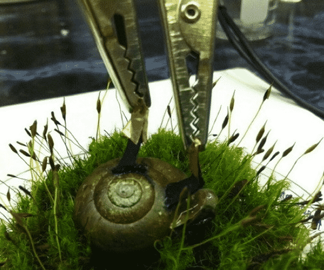 Cyborg Snail That Turned Into A Living Battery Is Able To Produce ...