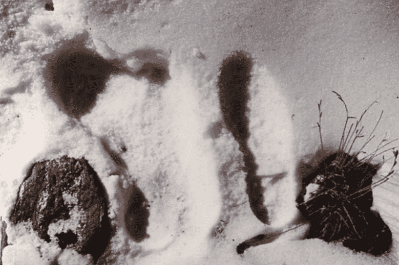 British Scientist Claims Solving The Mystery Of Yeti - The Tech Journal