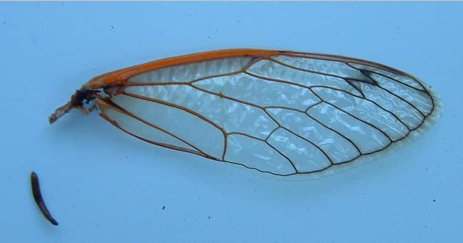 Bug Wings May Bring Replacement Of Plastics - The Tech Journal