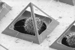 Researchers Built Pyramid Cages To Study Living Cells - The Tech Journal