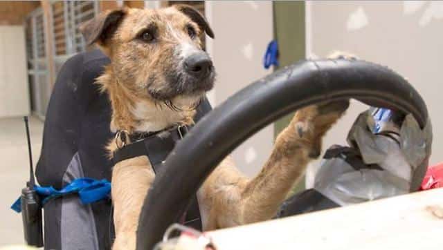 Dogs In New Zealand Learning To Drive Cars! - The Tech Journal
