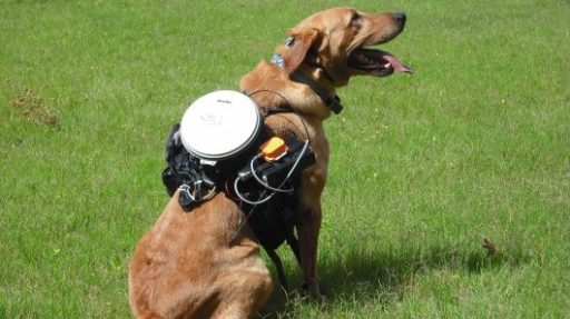 Scientists Developed A "Remote Control" System For Dogs - The Tech Journal
