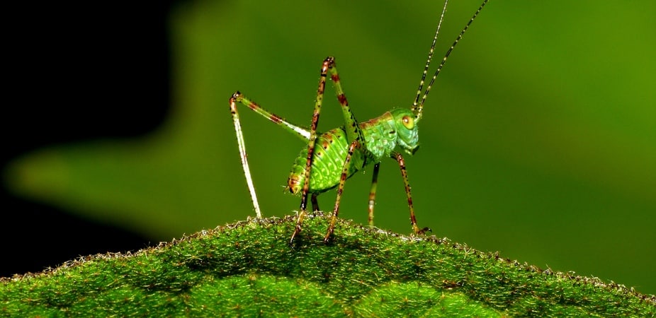 Hosting Hairworms Could Be The Biggest Nightmare Of Crickets - The Tech ...
