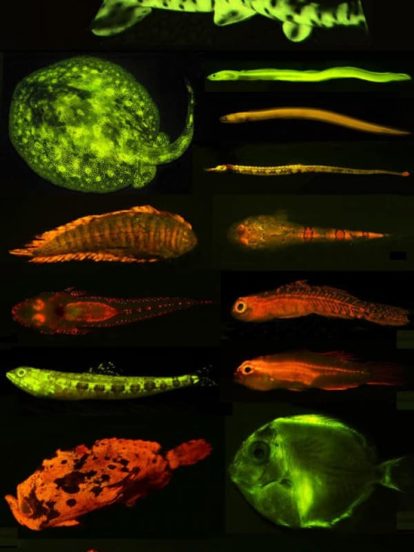 Scientists Discovered 180 Species That Can Glow Under Water - The Tech ...