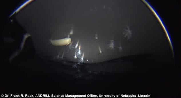 Scientists Find Entirely New Upside-Down Sea Species Under Antarctic ...