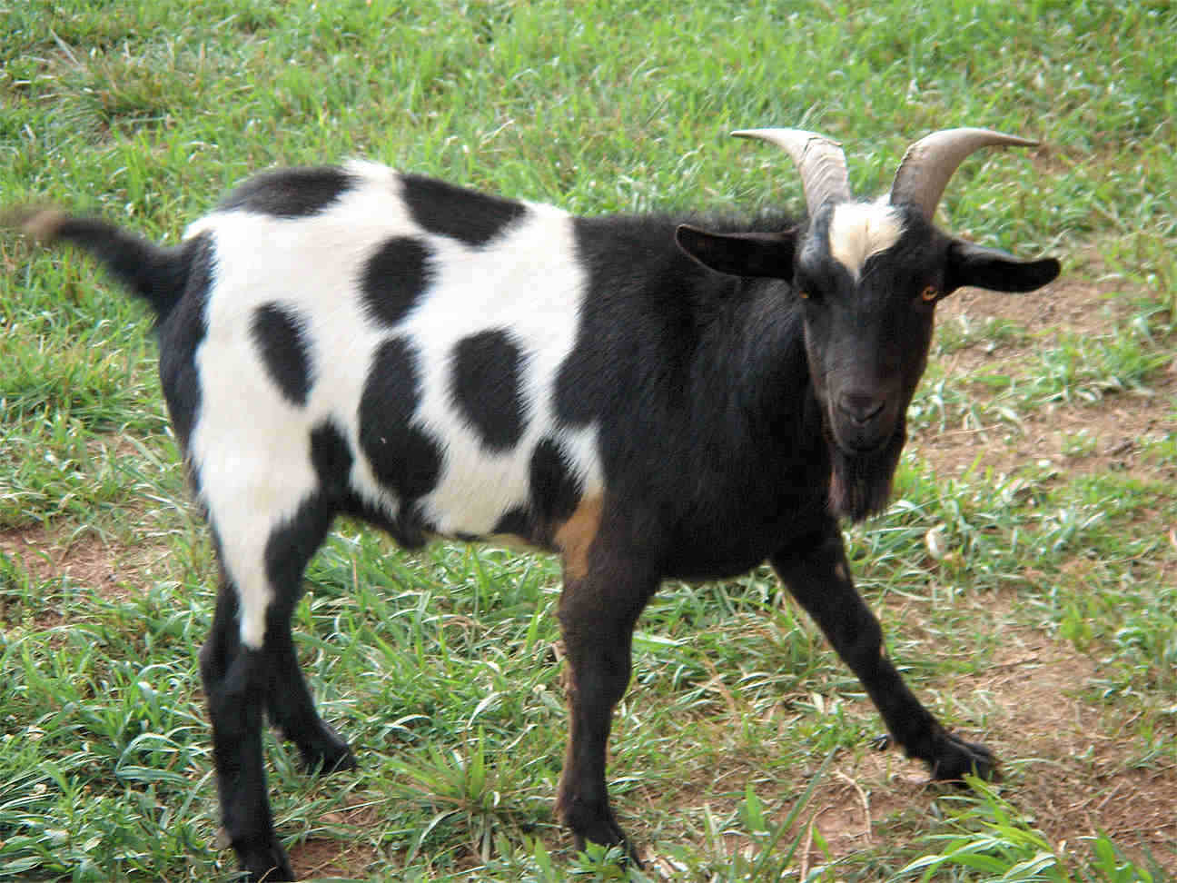 Study Shows Goats Have Excellent Problem-Solving Skills And Long-Term ...